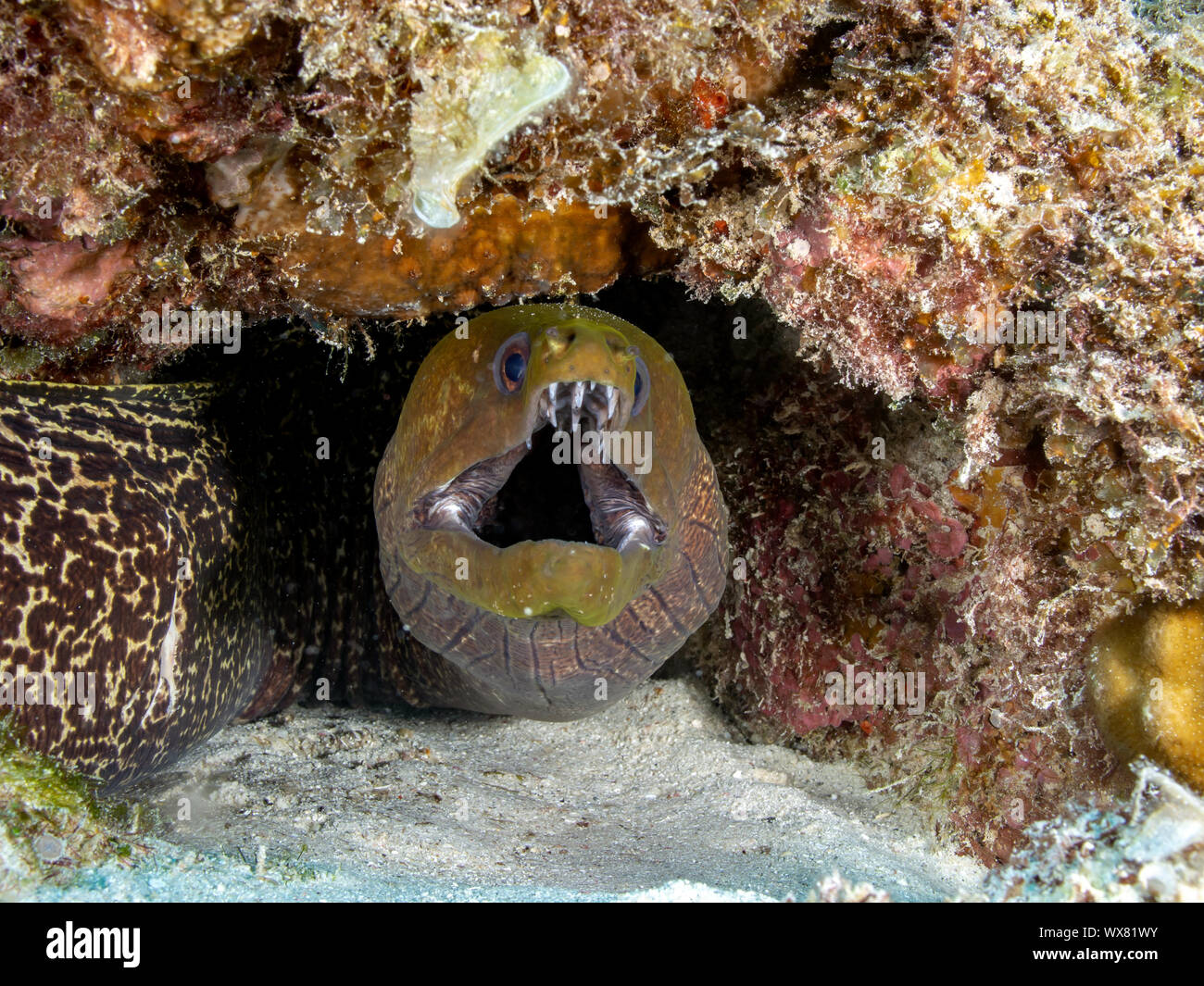 Indian marmor hi-res stock photography and images - Alamy