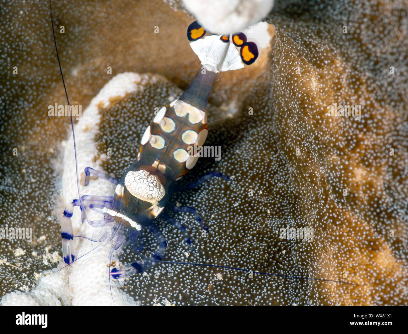 Peacocktail Anemone Shrimp Stock Photo - Alamy