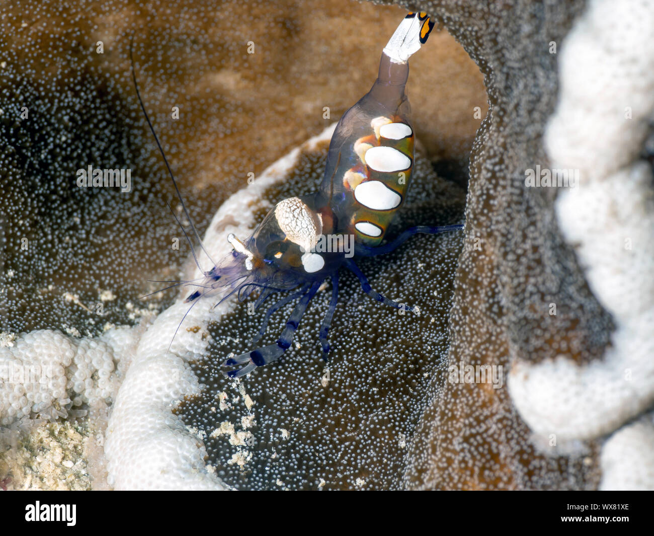 Peacocktail hi-res stock photography and images - Alamy