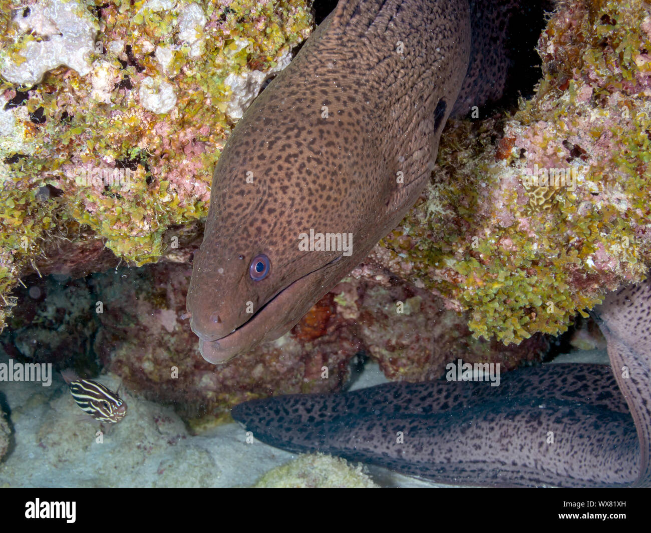 Morayeel hi-res stock photography and images - Alamy
