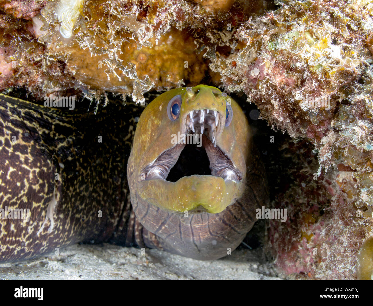 Moray underwater hi-res stock photography and images - Alamy