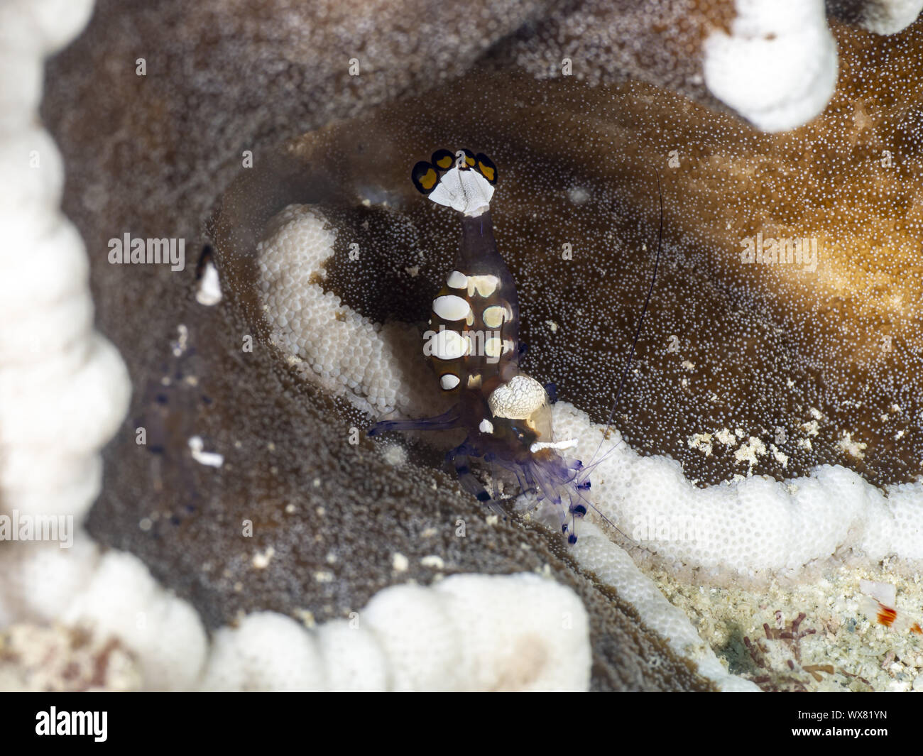 Peacocktail Anemone Shrimp Stock Photo - Alamy