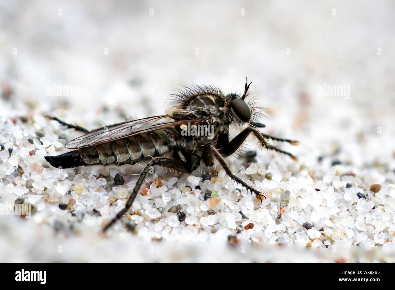 Chest shield hi-res stock photography and images - Alamy