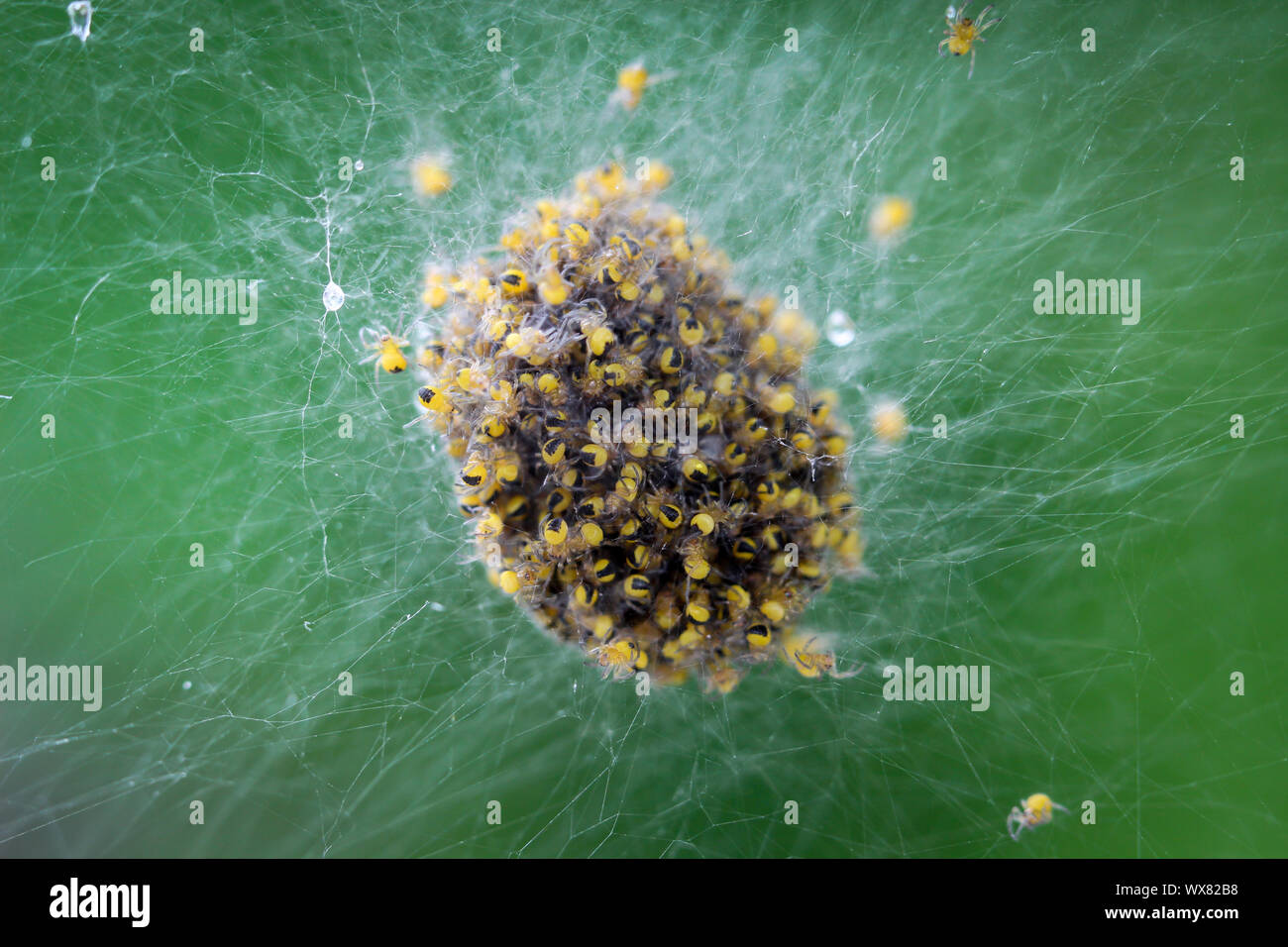 network of baby spiders Stock Photo - Alamy
