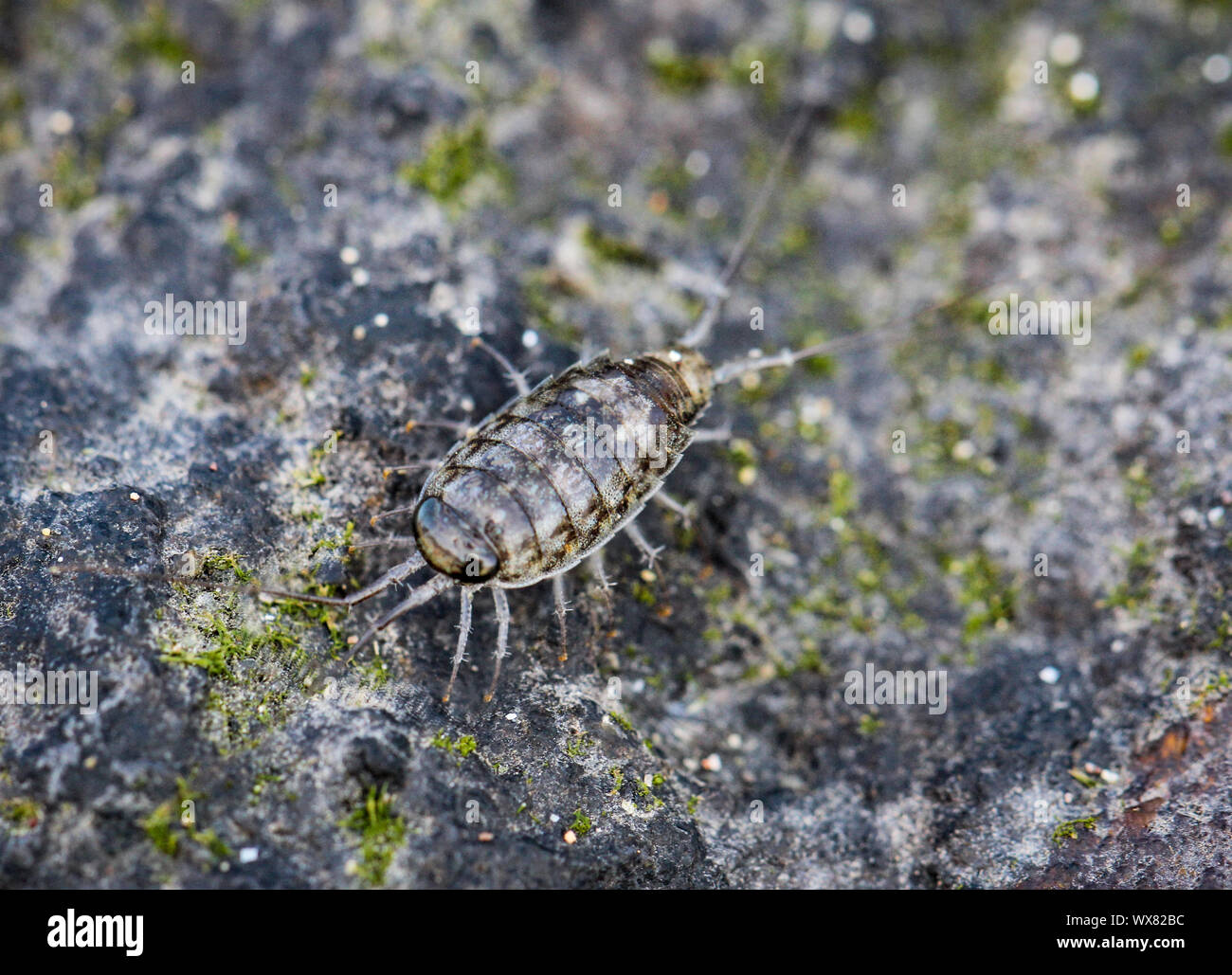 an assel on a stone Stock Photo - Alamy