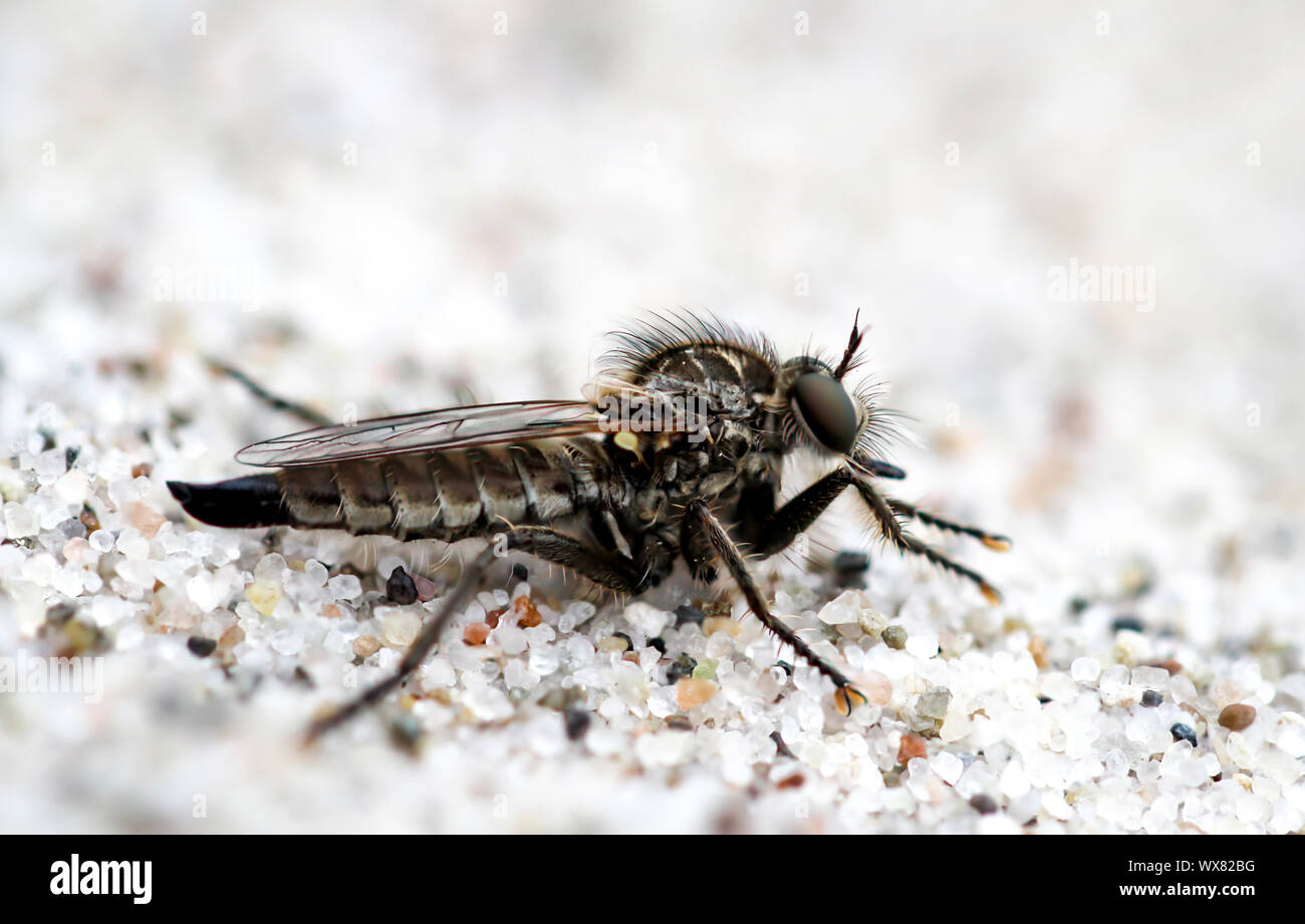 macro of an insect Stock Photo - Alamy