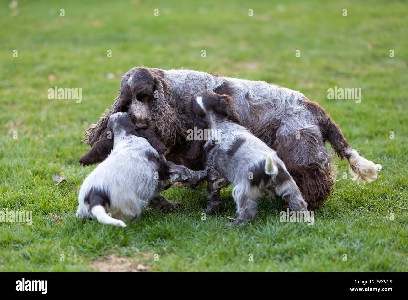 purebred English Cocker Spaniel with puppy Stock Photo - Alamy