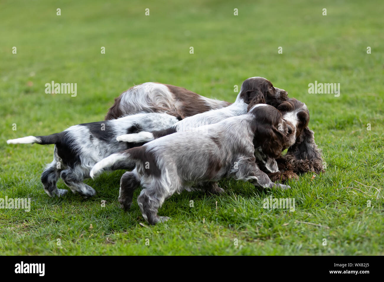 purebred English Cocker Spaniel with puppy Stock Photo - Alamy