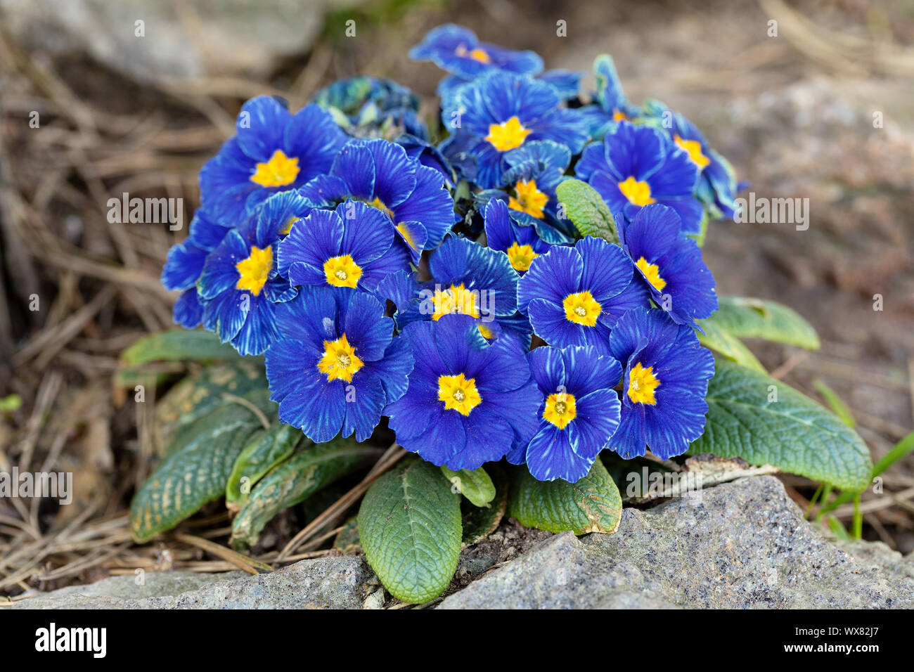 Blooming blue flower primula Stock Photo - Alamy