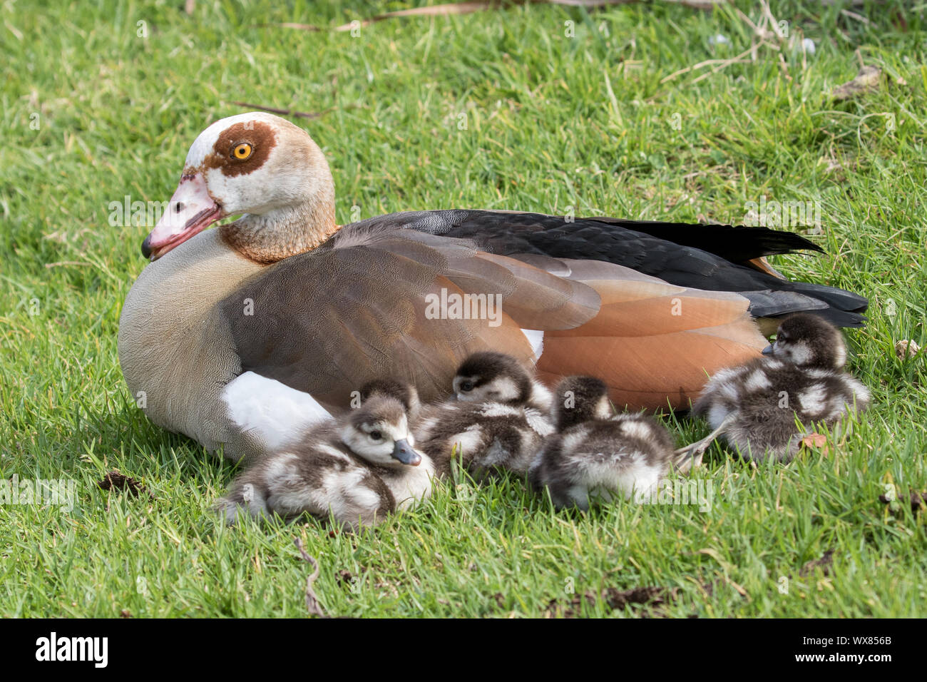 African Egyptian Goose with goslings Stock Photo - Alamy