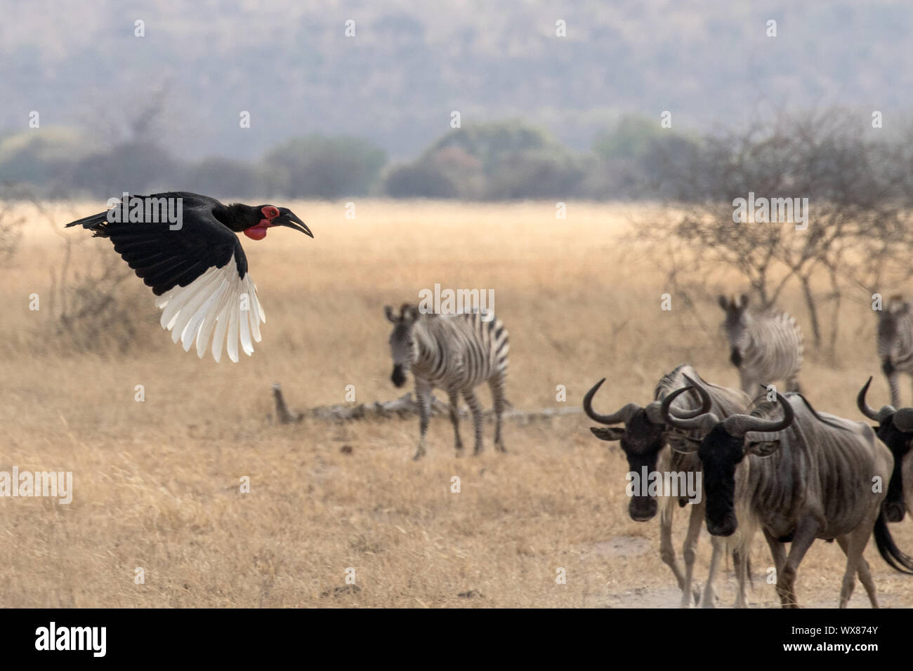 Southern Ground Hornbill in flight Stock Photo - Alamy