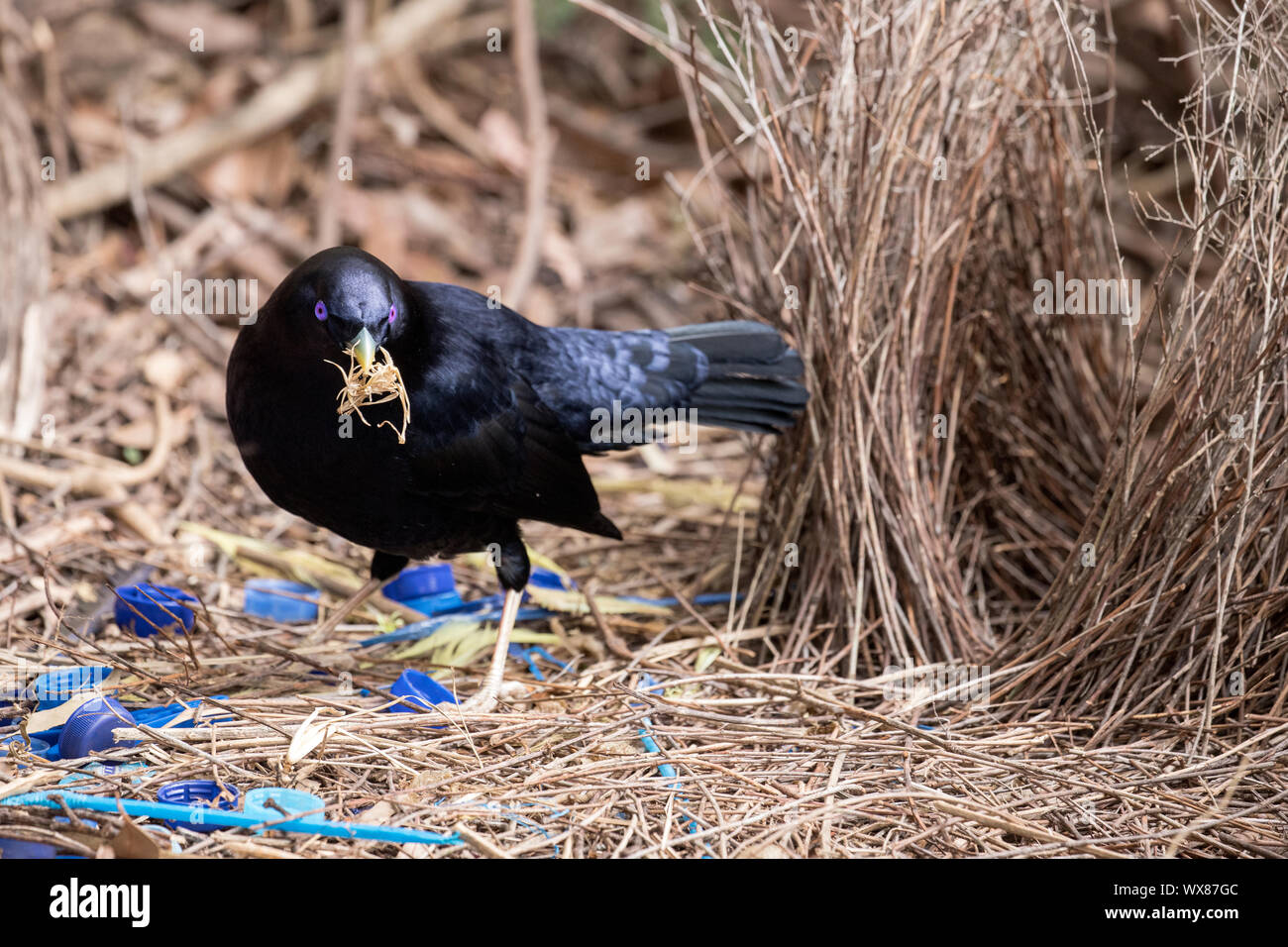 Female satin bowerbird hi-res stock photography and images - Alamy