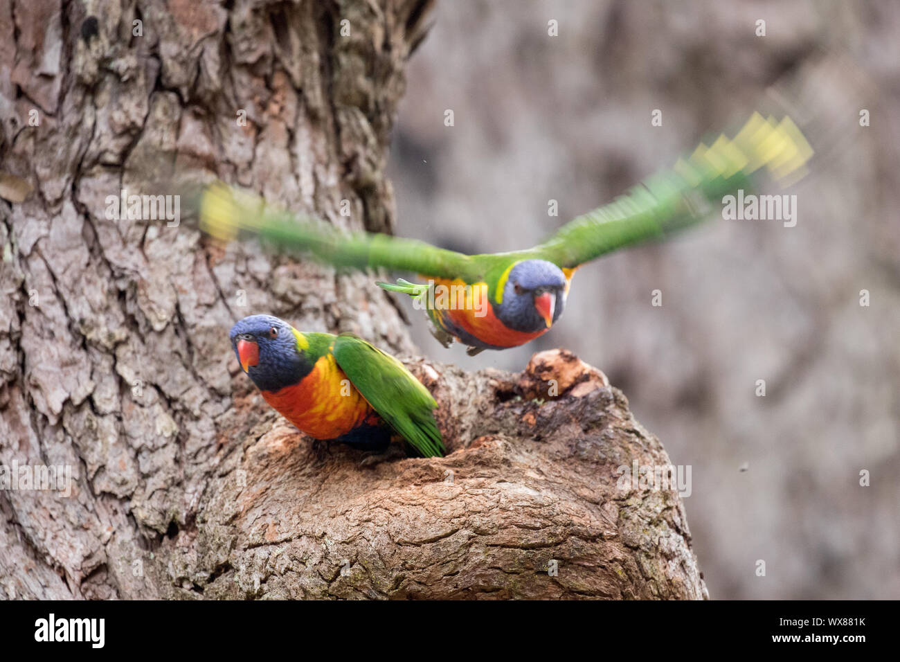 Pair of Rainbow Lorikeets at nest Stock Photo - Alamy