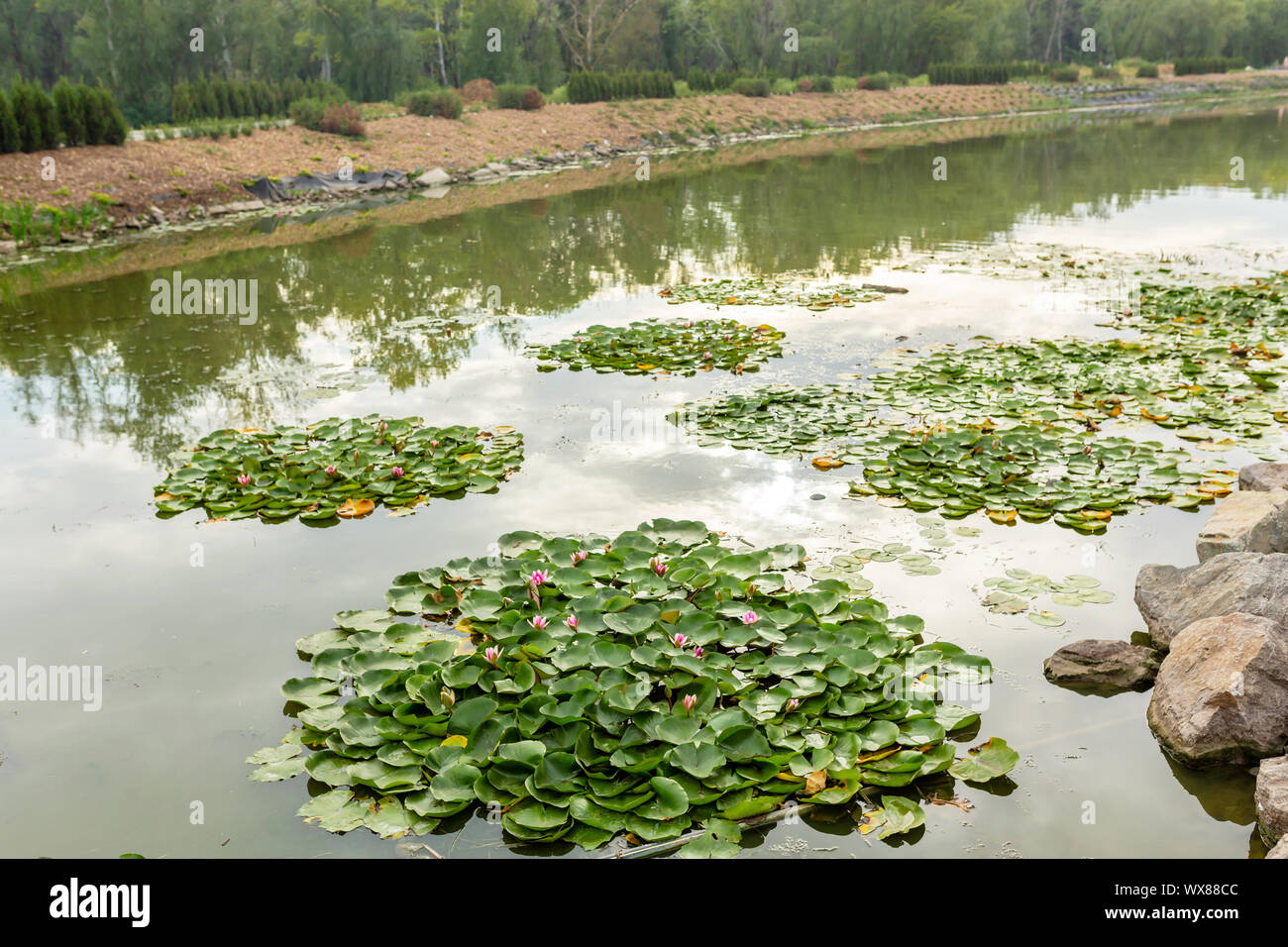 A narrow river channel in which a lotus blooms. Around the green lawns ...