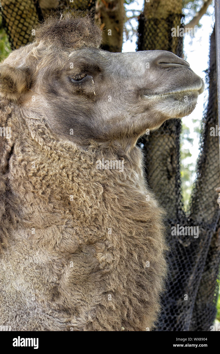 Bactrian Camel. Closeup of head of camel Stock Photo - Alamy