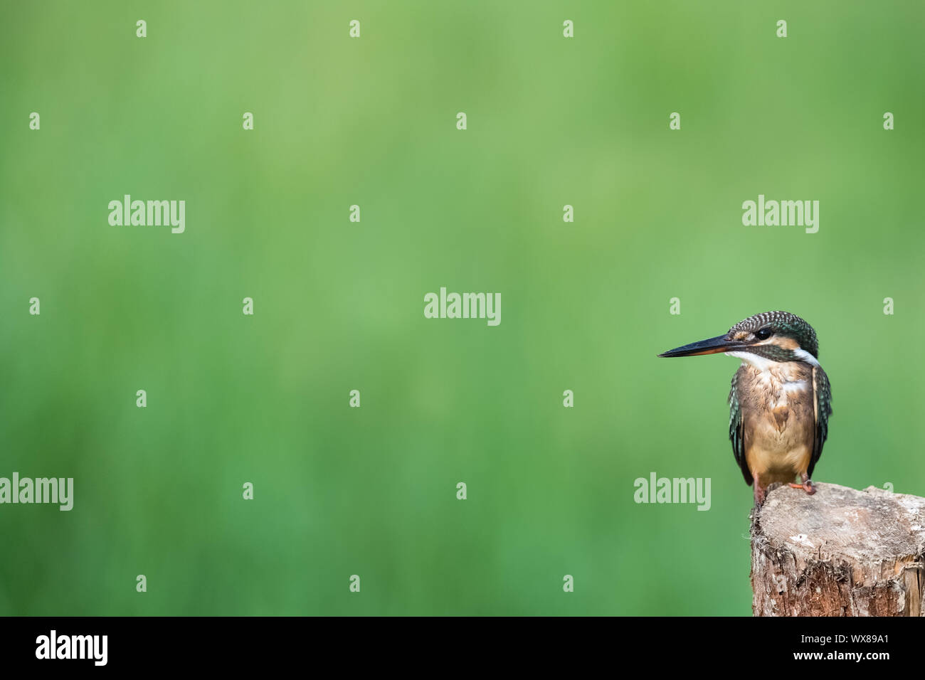 Blue green kingfisher hi-res stock photography and images - Alamy