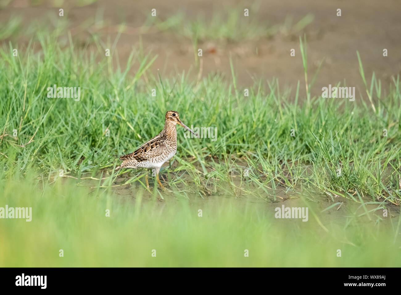 Snipe beak hi-res stock photography and images - Alamy