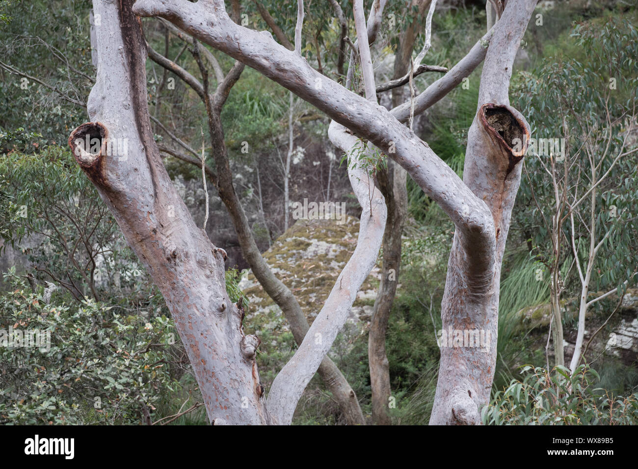 Sydney red gum hi-res stock photography and images - Alamy