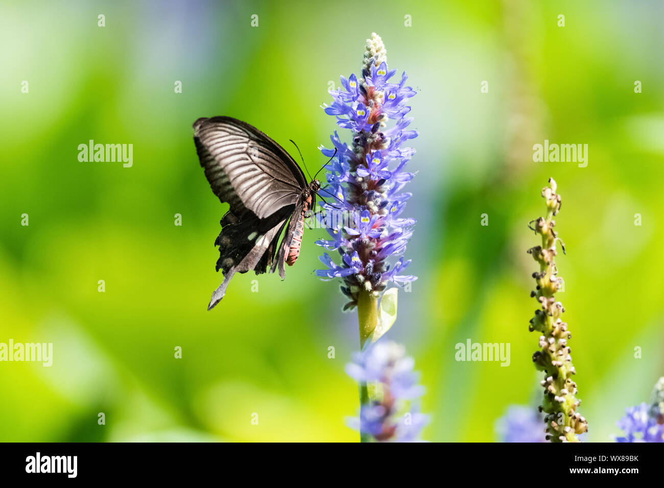 swallowtail butterfly on flower Stock Photo - Alamy