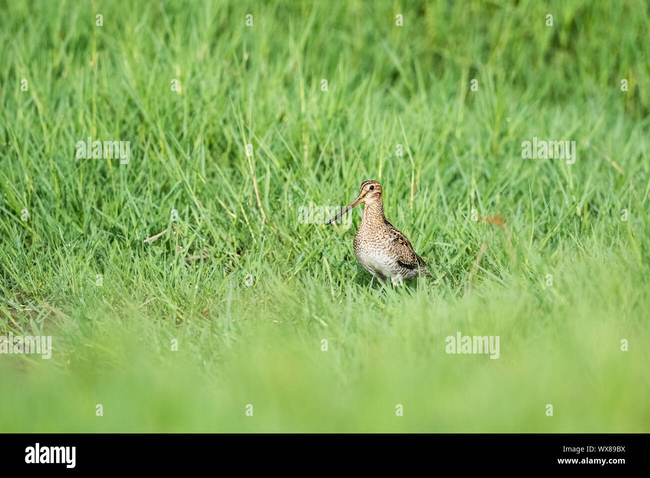 China water park hi-res stock photography and images - Alamy