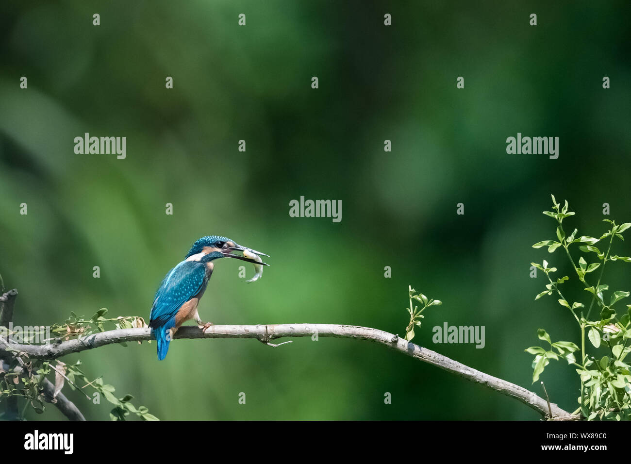 Natural fishing hi-res stock photography and images - Alamy