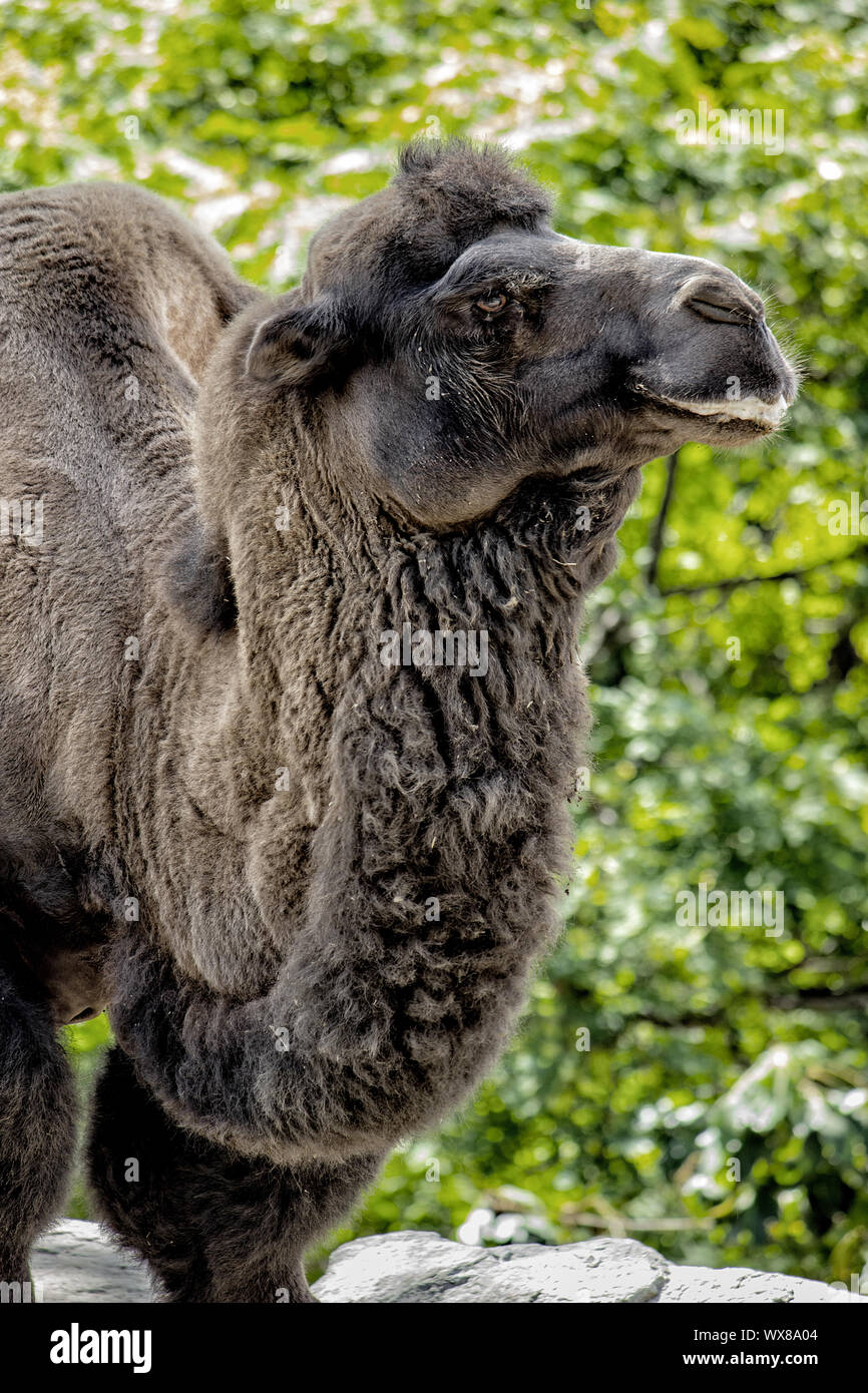 Bactrian Camel. Closeup of head and neck of camel Stock Photo - Alamy