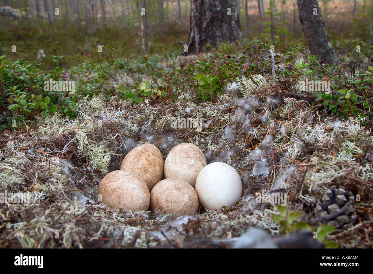 Forest-breeding bean goose nest Stock Photo - Alamy
