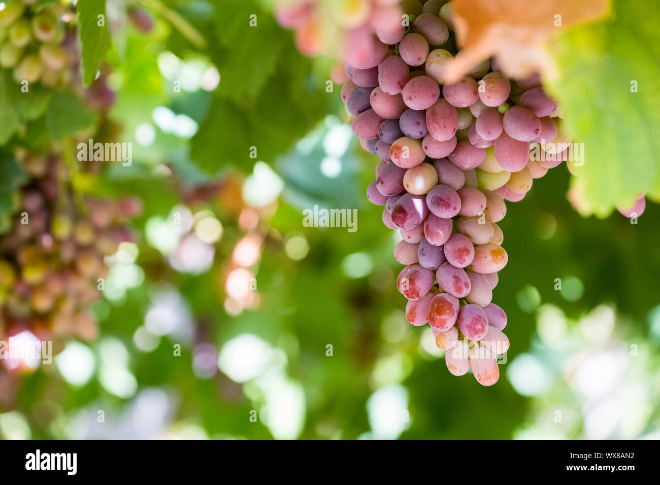 Asian grape hi-res stock photography and images - Alamy
