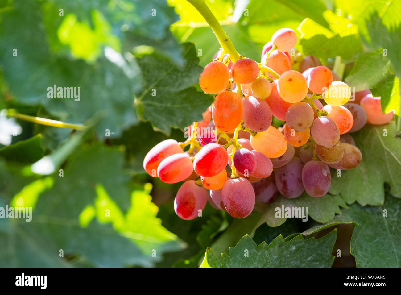 Asian grape hi-res stock photography and images - Alamy