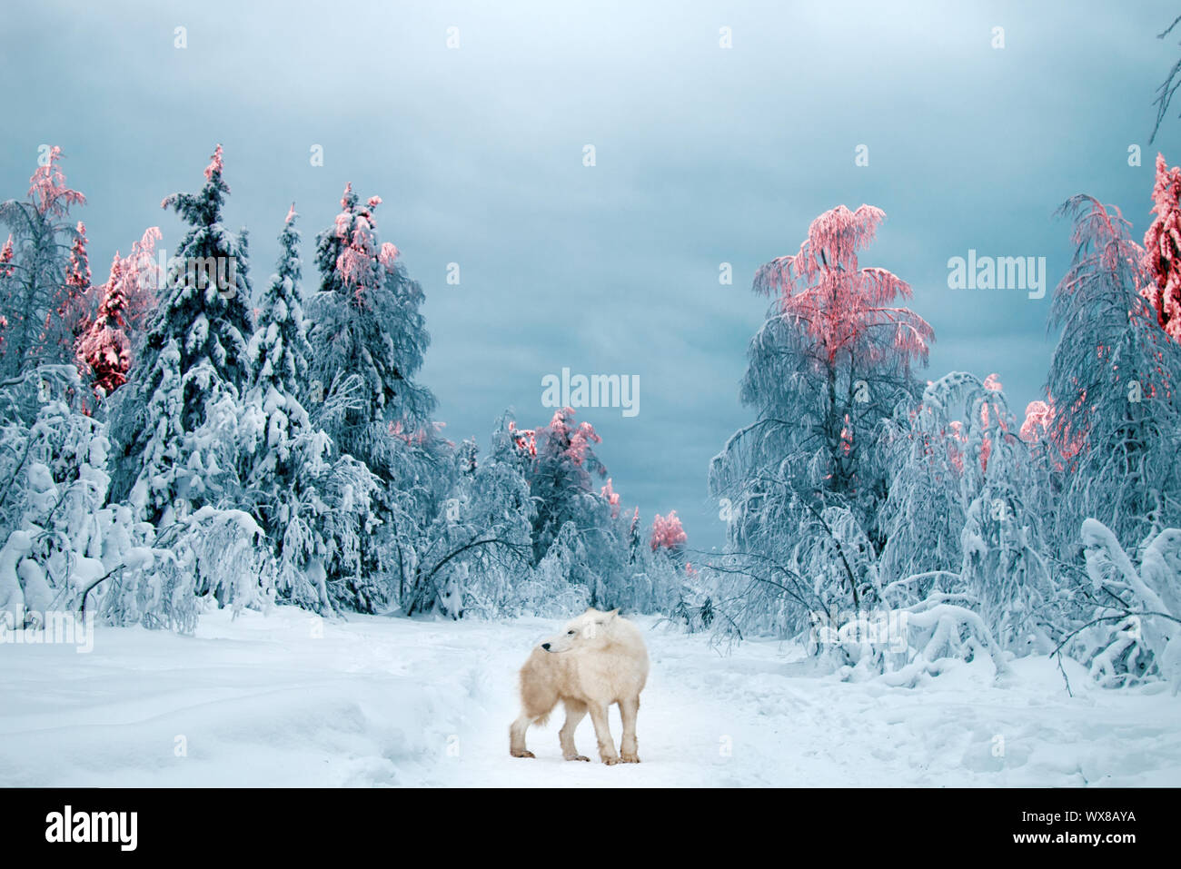 Polar wolf in the taiga Stock Photo - Alamy