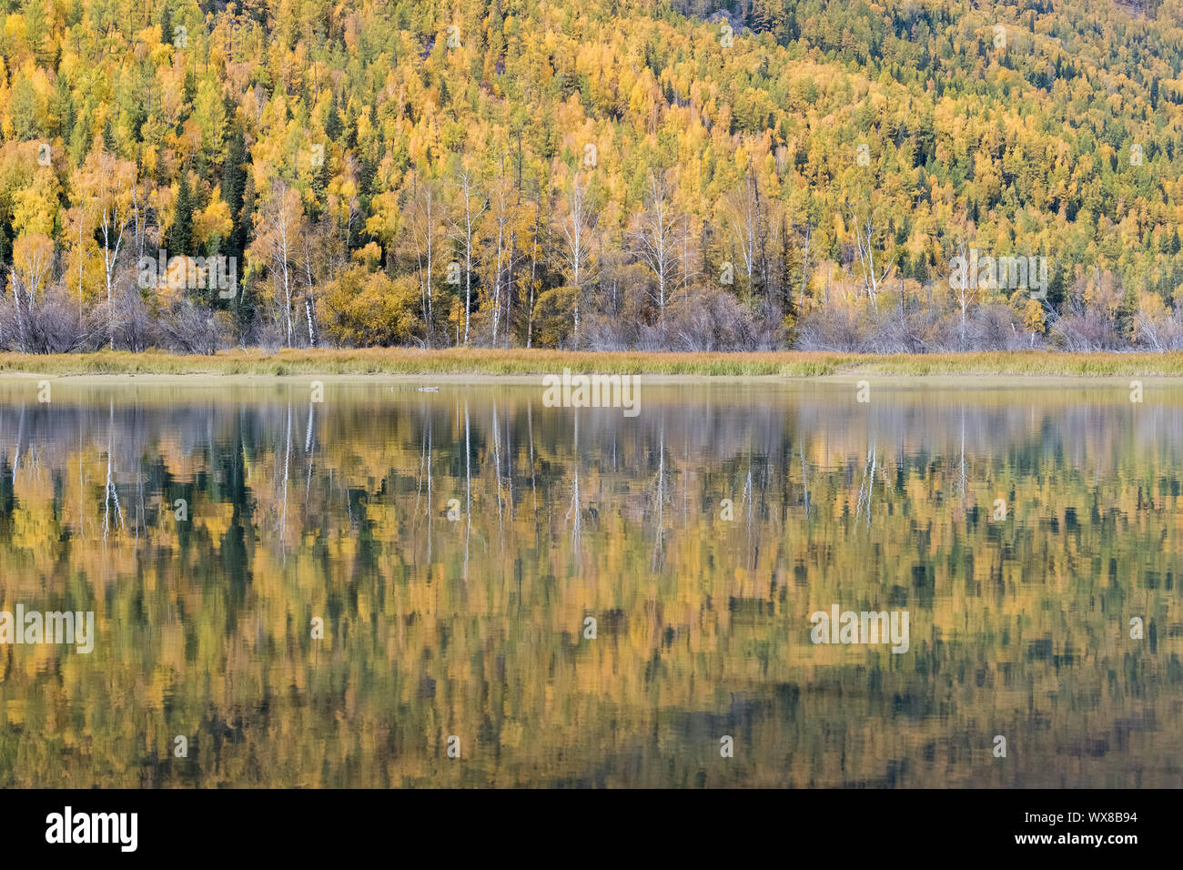 autumn forest and reflection Stock Photo - Alamy