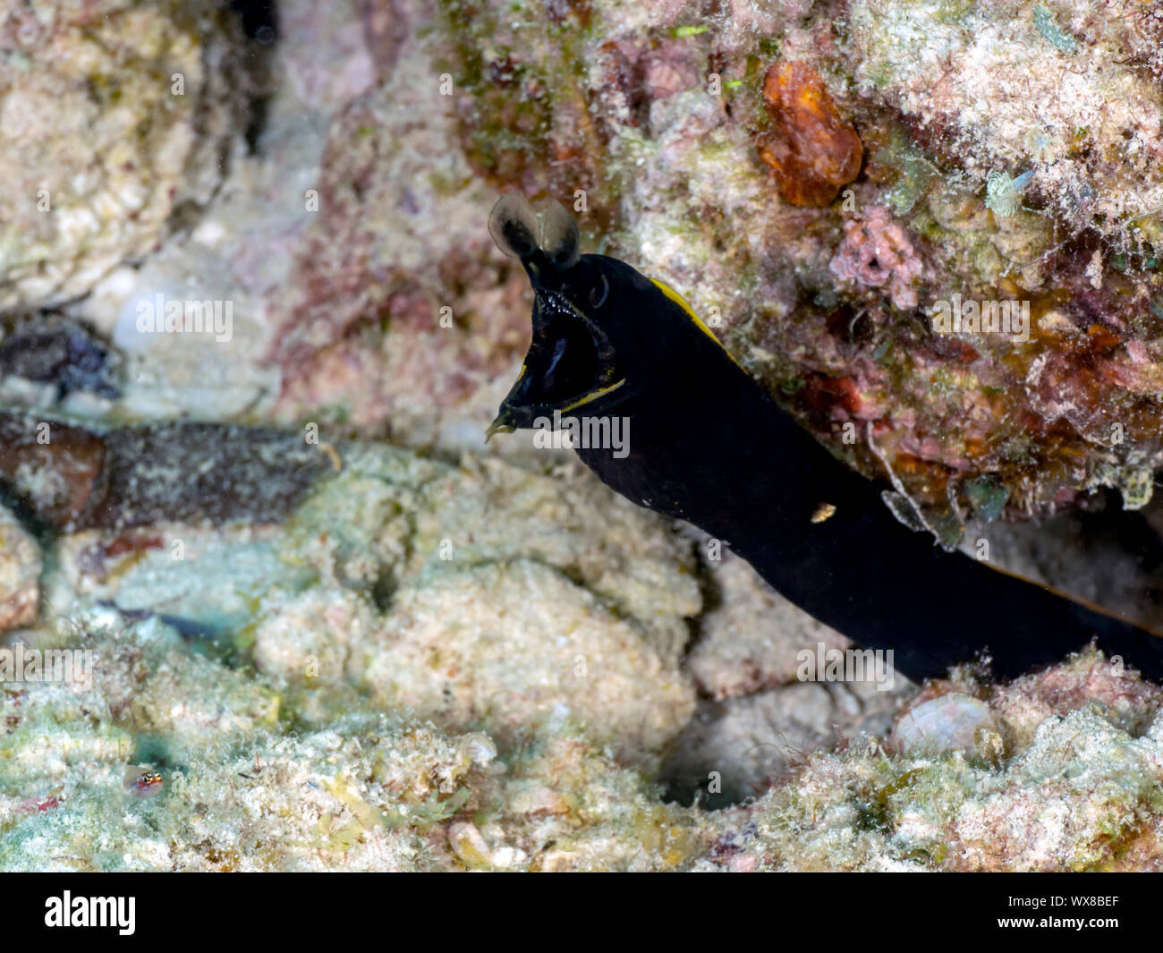Black moray eel hi-res stock photography and images - Alamy