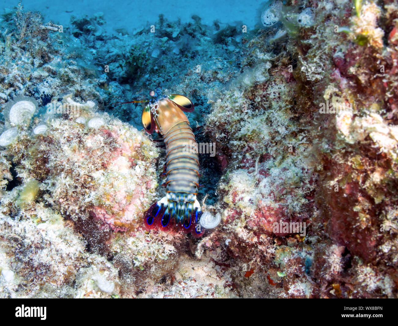 Shrimp underwater hi-res stock photography and images - Alamy