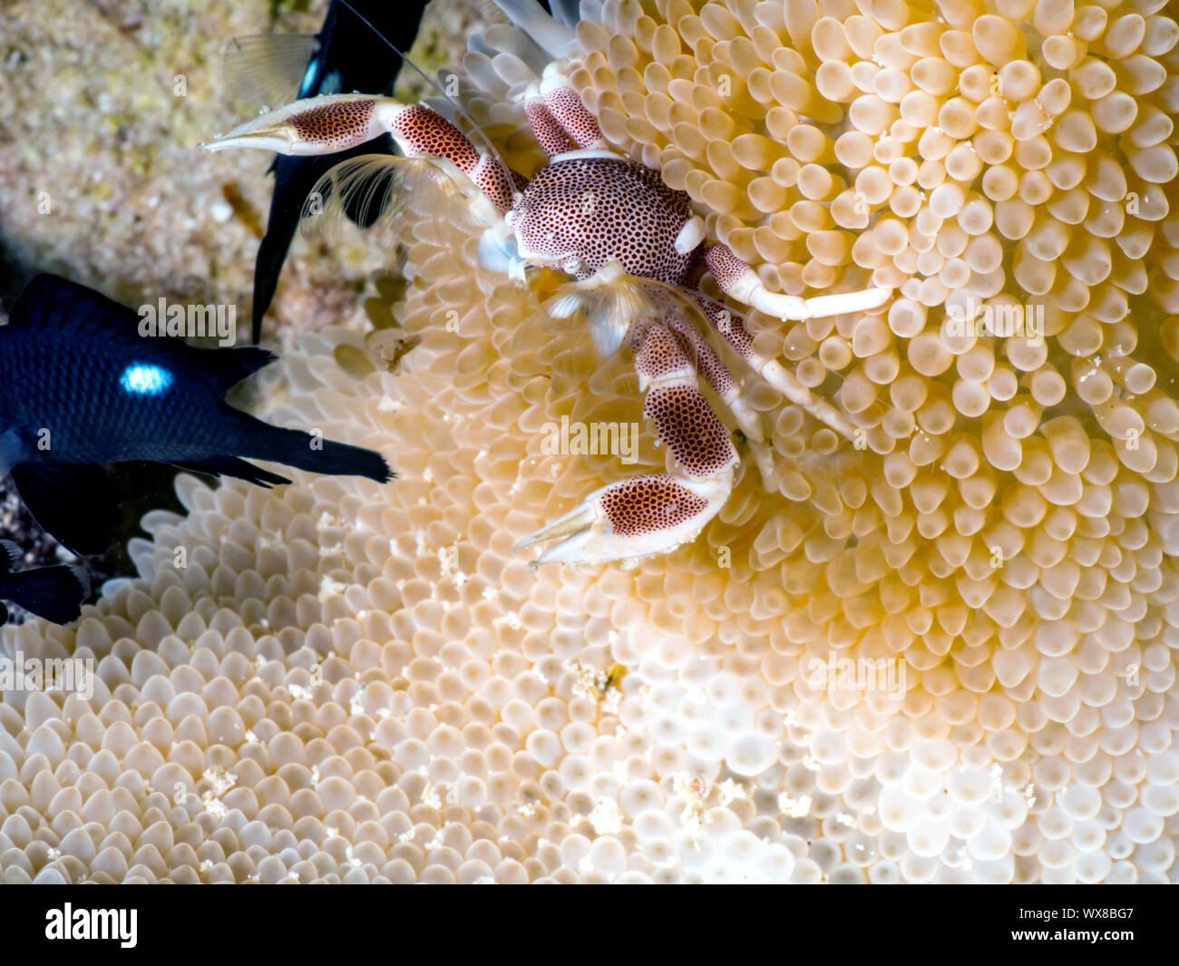 Porcelain crab hi-res stock photography and images - Alamy