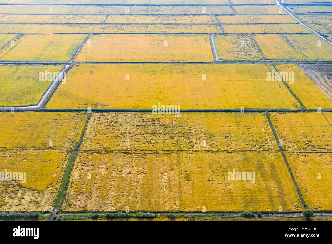 Beautiful landscape green paddy hi-res stock photography and images - Alamy