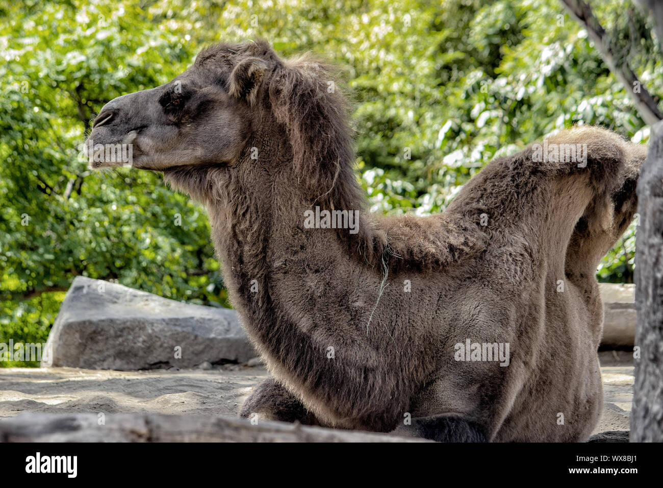 Bactrian Camel. Camel setting and facing left Stock Photo - Alamy