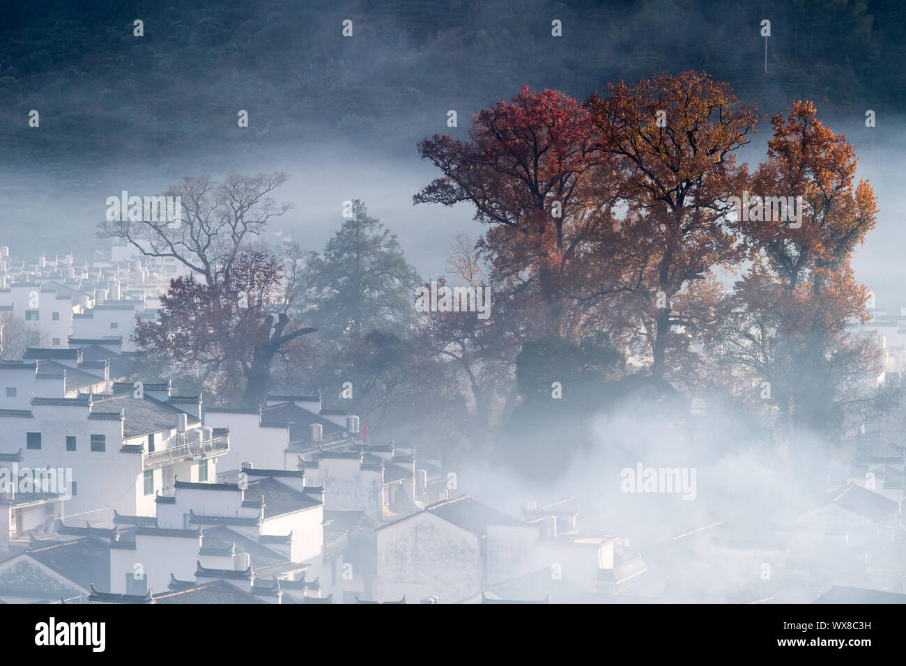Red maple tree forest hi-res stock photography and images - Alamy