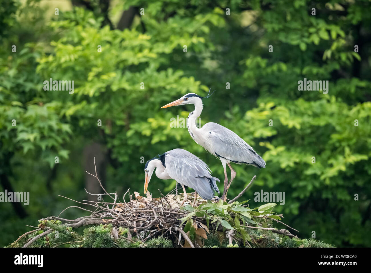 Ardea hi-res stock photography and images - Alamy