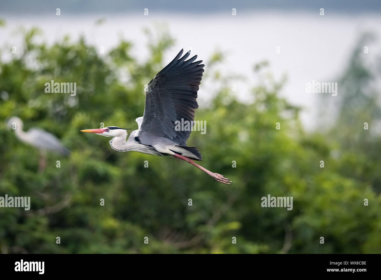 Ba wing in flight hi-res stock photography and images - Alamy