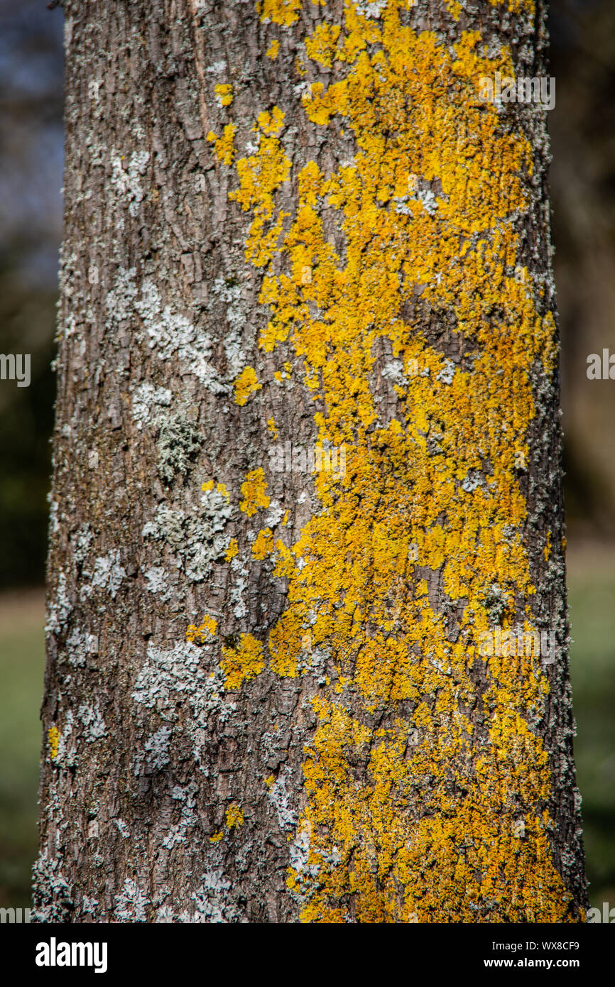 yellow lichen on tree trunk Stock Photo - Alamy