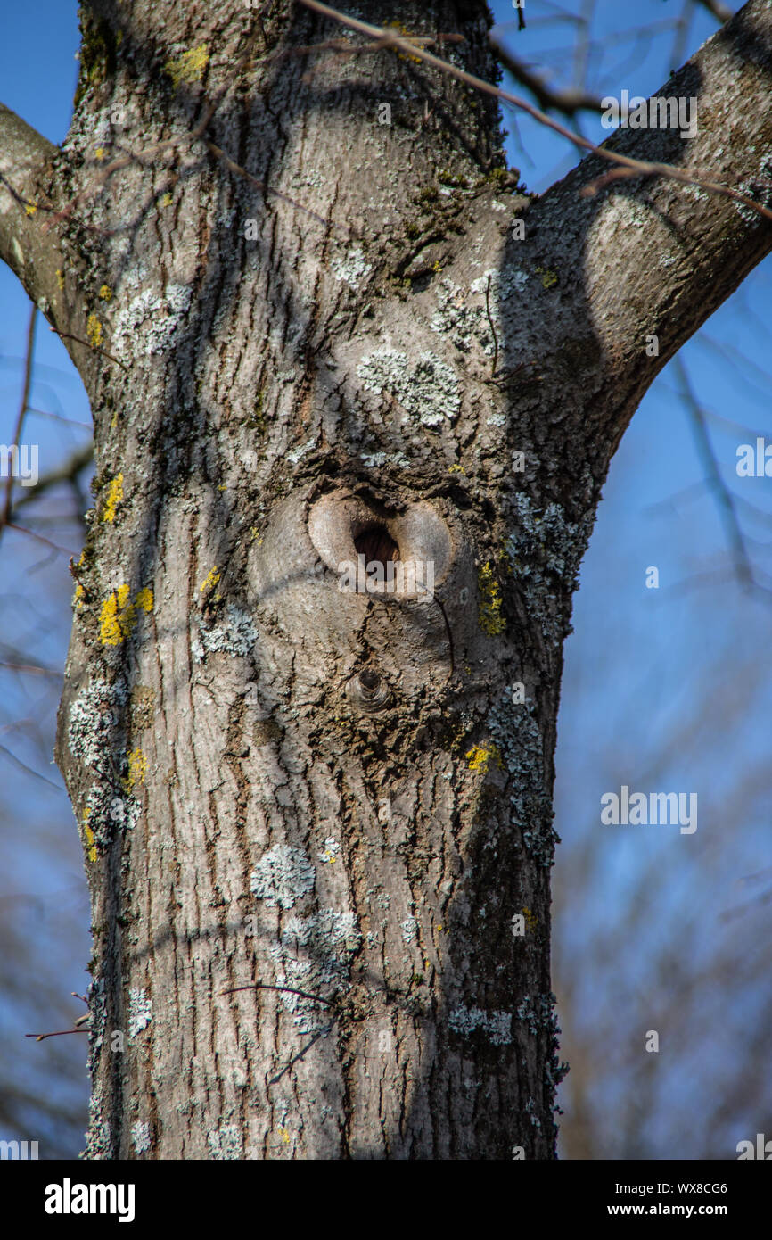 Gnarled Tree Branch High Resolution Stock Photography and Images - Alamy