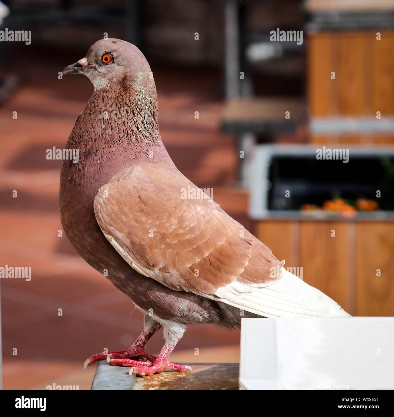 Detail of a dove, pigeons Stock Photo - Alamy