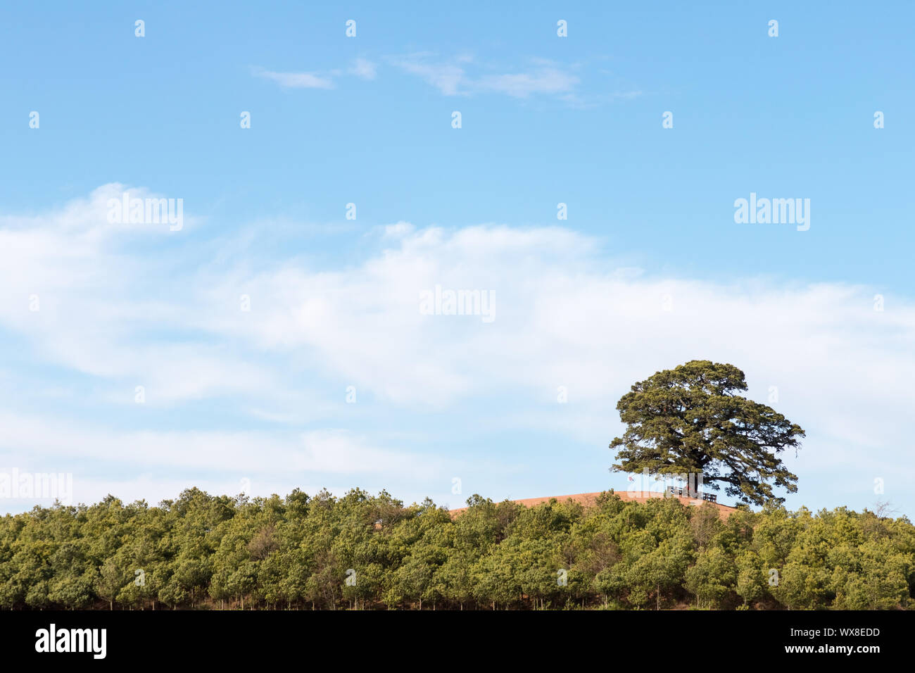 thousand years old tree on red land Stock Photo - Alamy