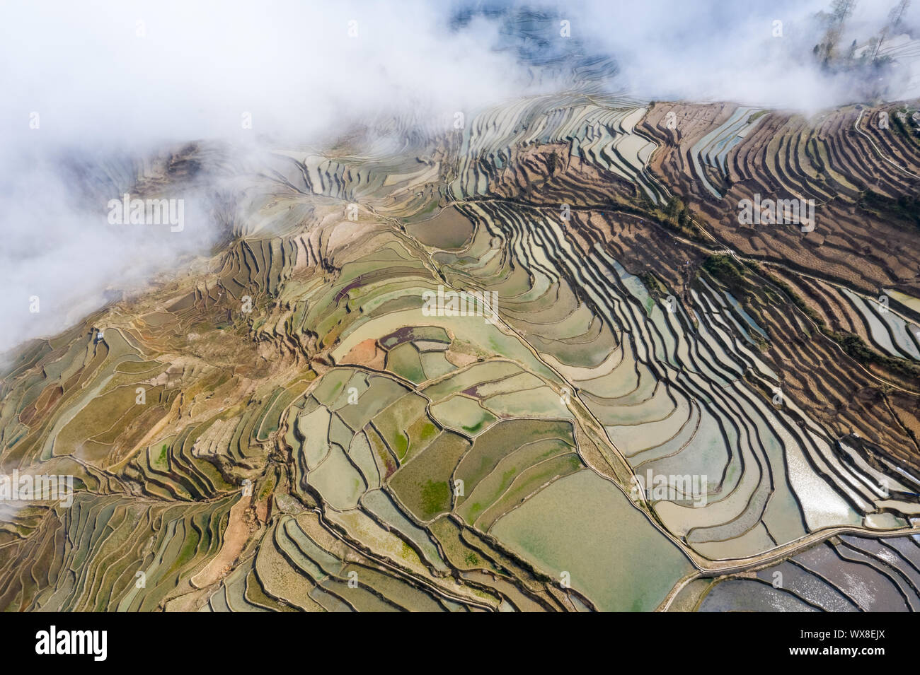 beautiful terraced field and clouds fog Stock Photo - Alamy