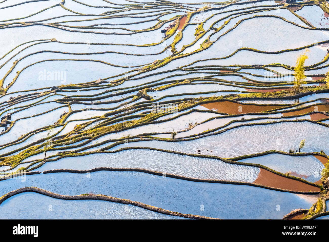 Terraced paddy field hi-res stock photography and images - Alamy