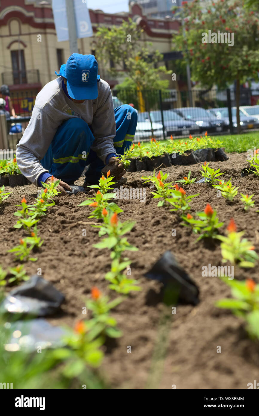 Hispanic male landscaping hi-res stock photography and images - Alamy