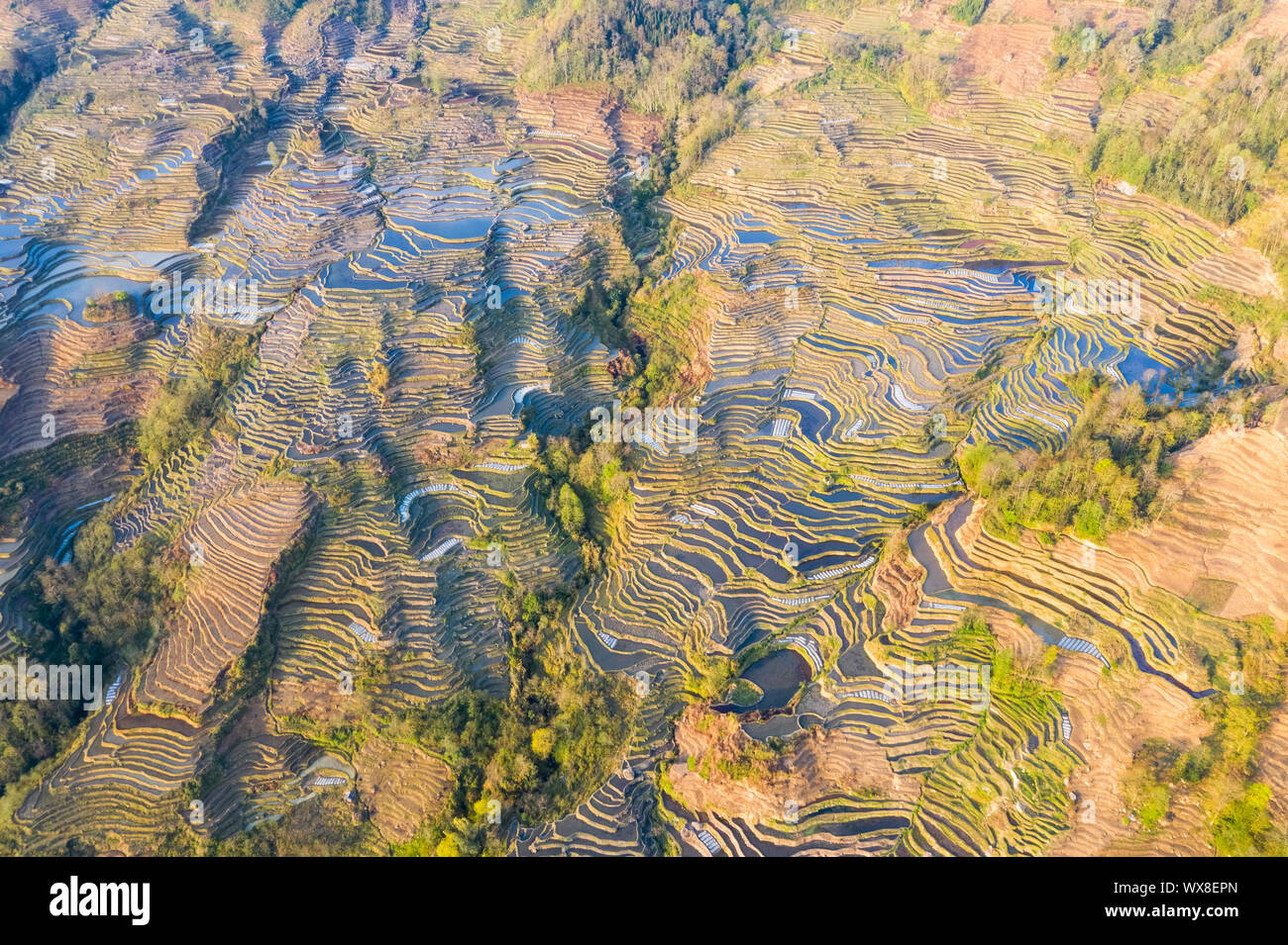 Aerial view of rice terraced field hi-res stock photography and images ...