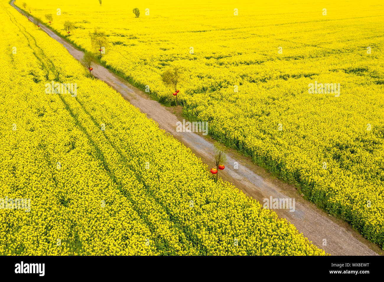rapeseed flower field and sightseeing path Stock Photo - Alamy
