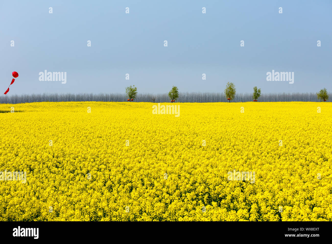 rapeseed flower field in spring Stock Photo - Alamy