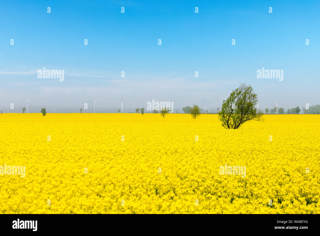 rapeseed flower field in spring Stock Photo - Alamy